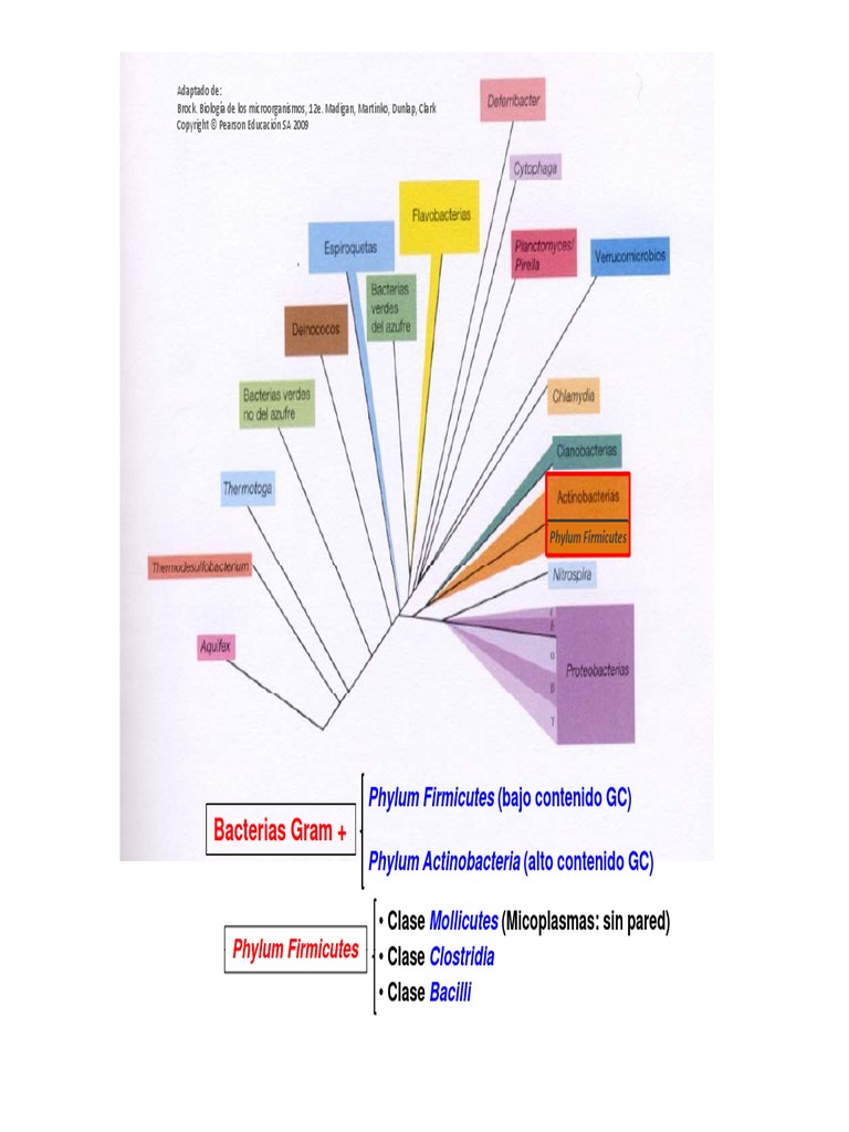 TEMA 8. Phylum Firmicutes. Clase Mollicutes
