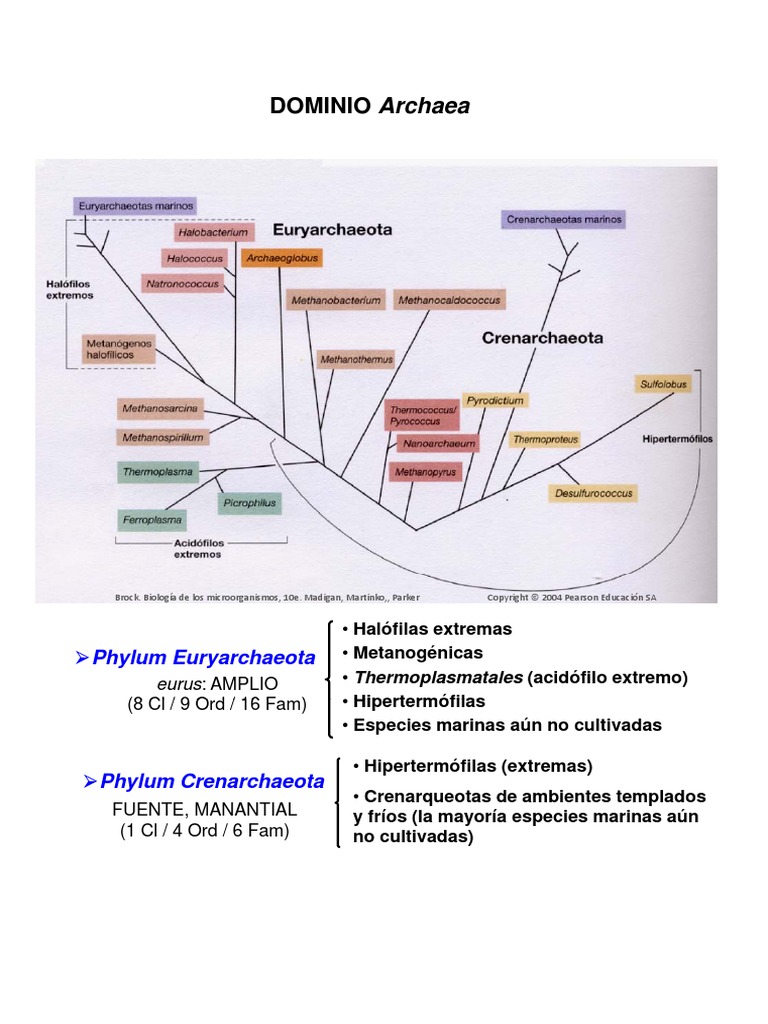 TEMA 14. Dominio Archaea. Phylum Euryarchaeota | PDF | Microorganismo ...