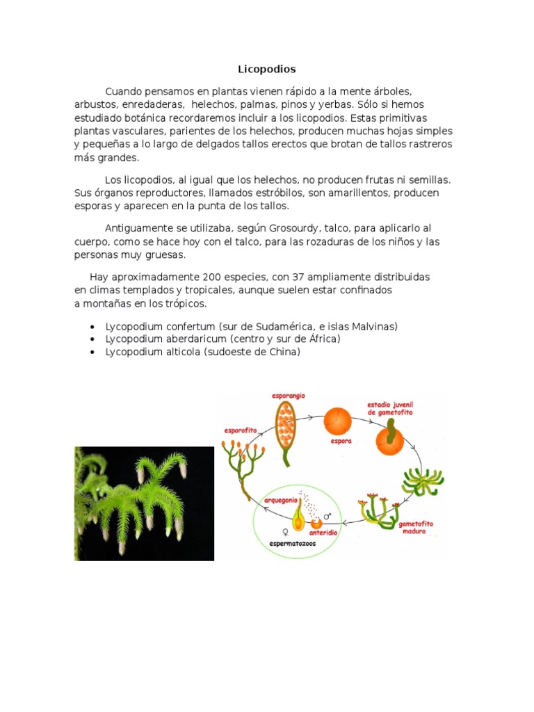 Licopodios | PDF | Plantas | Organismos