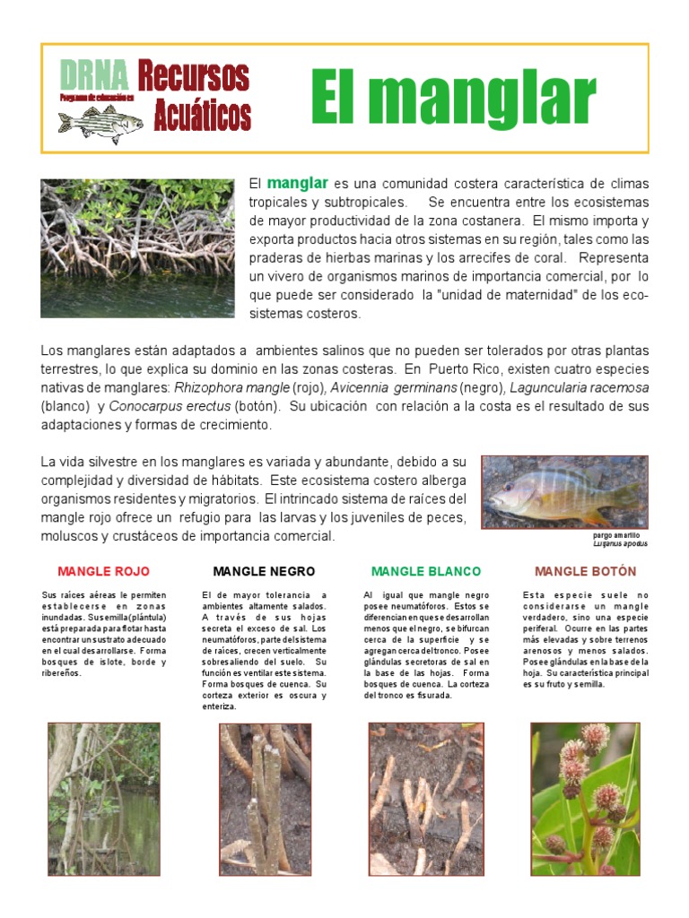 Manglar PDF | PDF