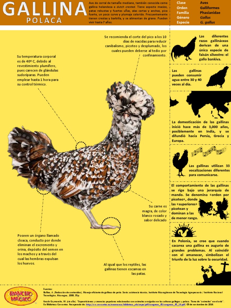 Características de la gallina polaca | PDF | Pollo | Aves