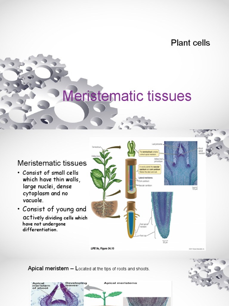 Meristematic Tissues - Plant Cell Bab 2 | PDF