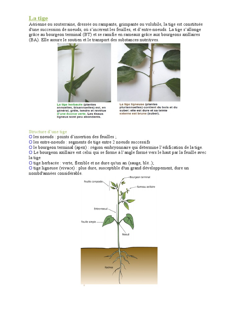 Morphologie des tiges de plantes | PDF | Maison et jardin