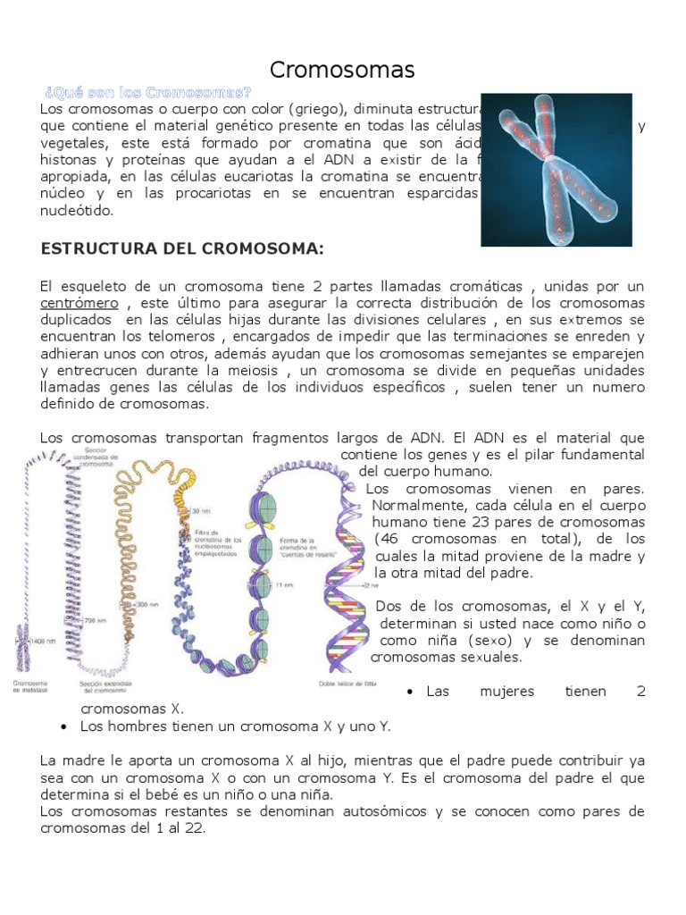 Trabajo Escrito - CROMOSOMAS | PDF | Mitosis | Cromosoma