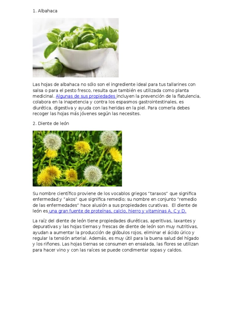 Raices Medicinales y Comestibles | Cebolla | Vegetales