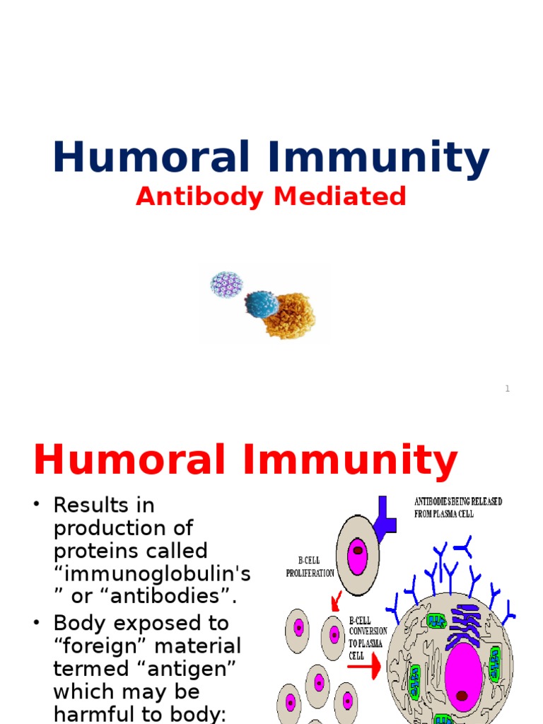 Humoral Immunity | PDF | Antibody | B Cell