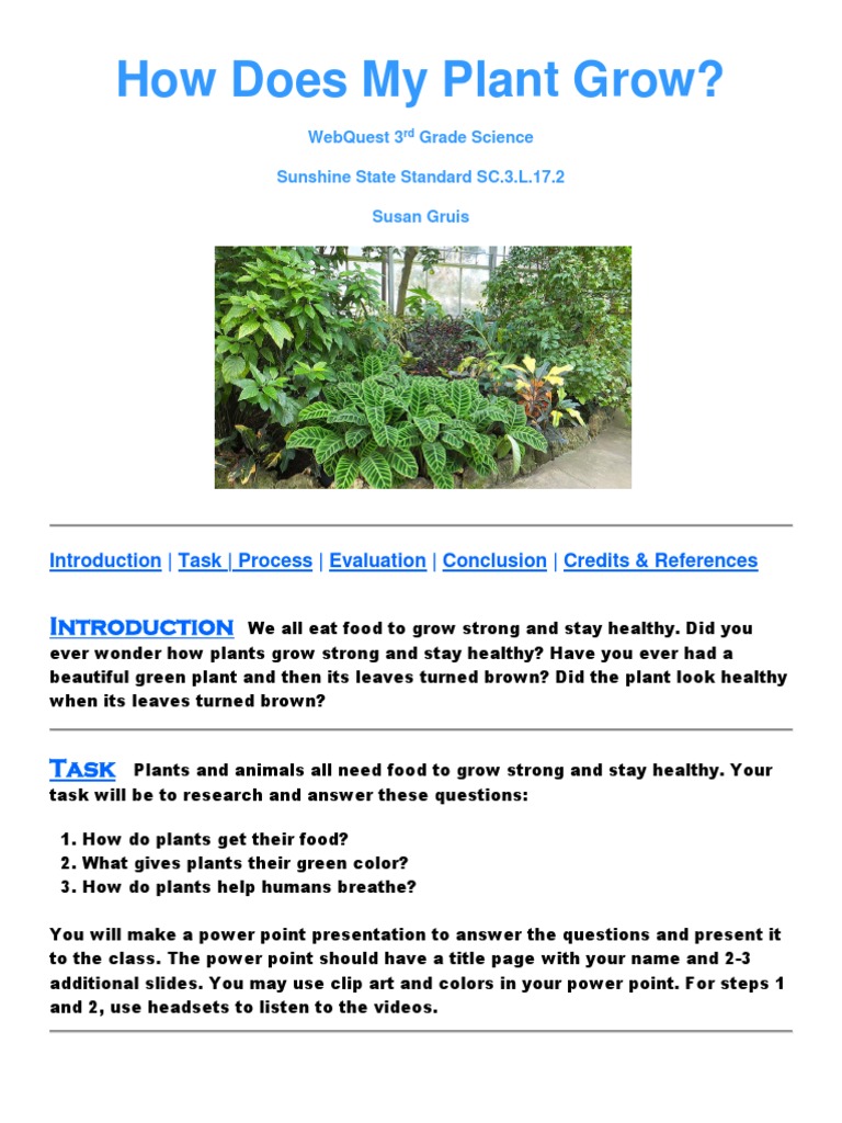 How Does My Plant Grow | PDF | Plants | Photosynthesis