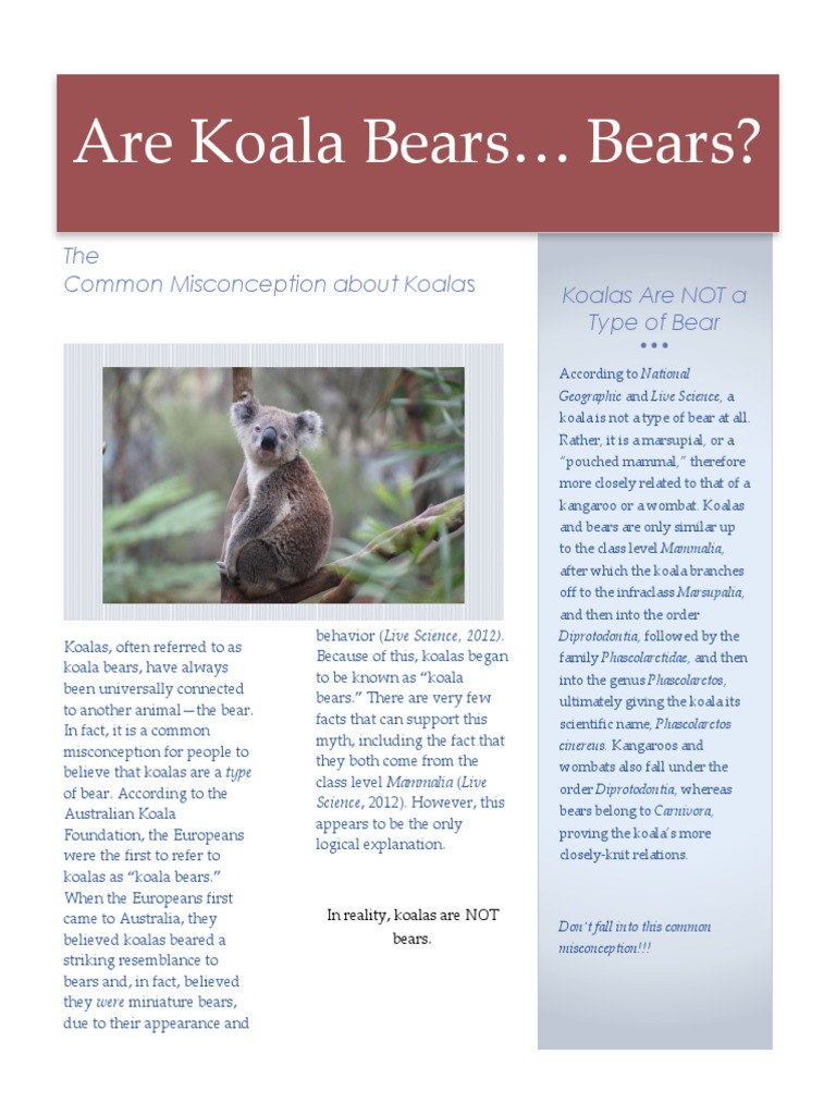 Koala Bear Fact Sheet | Download Free PDF | Koala | Marsupials