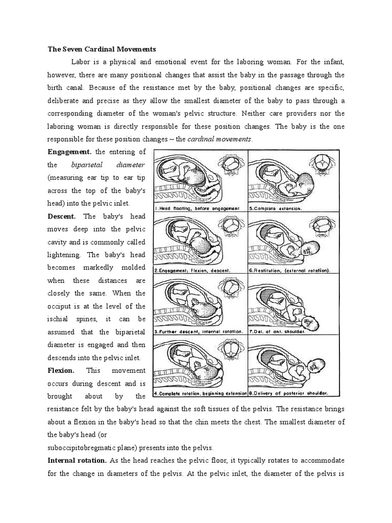 The Seven Cardinal Movements.docx | Pelvis | Childbirth | Free 30-day ...
