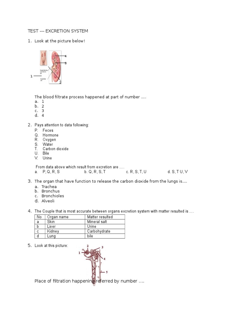 Test - Excretion System 1 | PDF