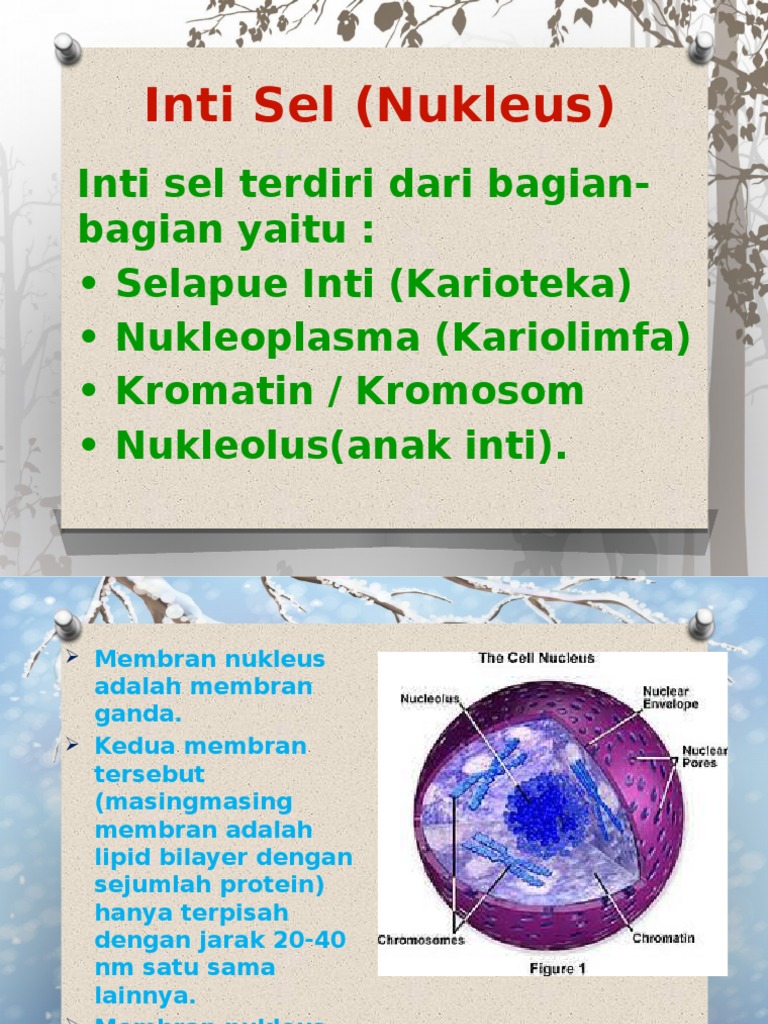Sel | PDF
