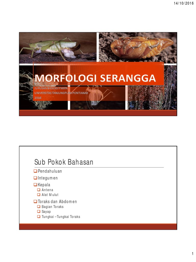 Morfologi Serangga | PDF