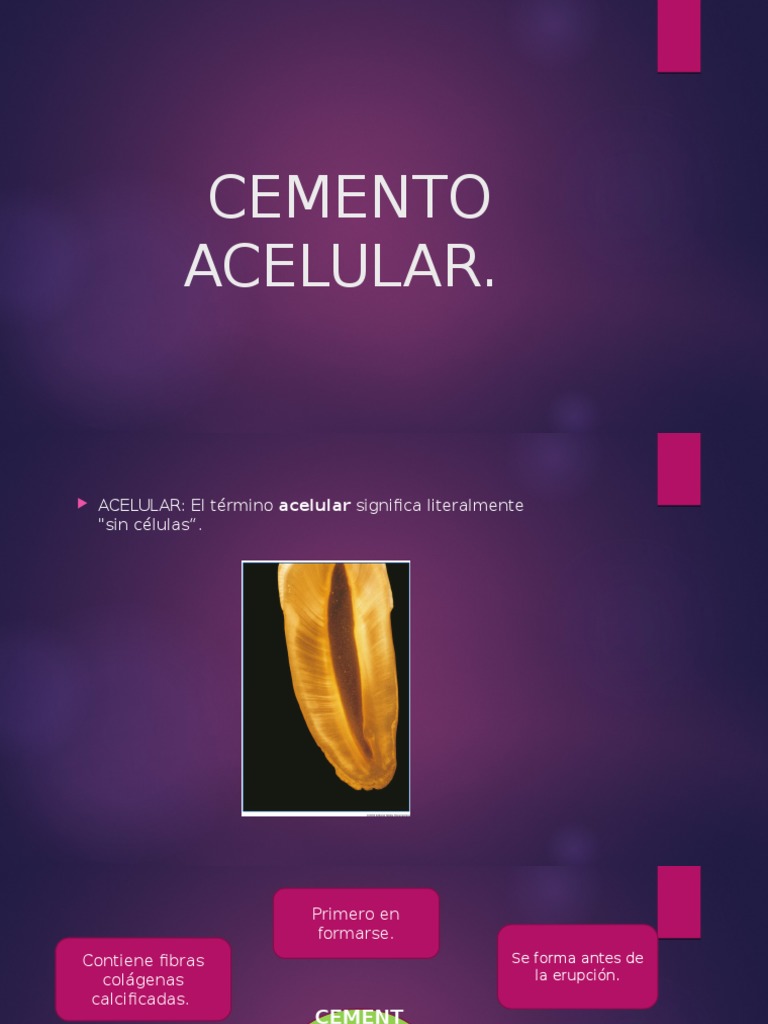 El cemento acelular: una sustancia mineralizada sin células que forma ...