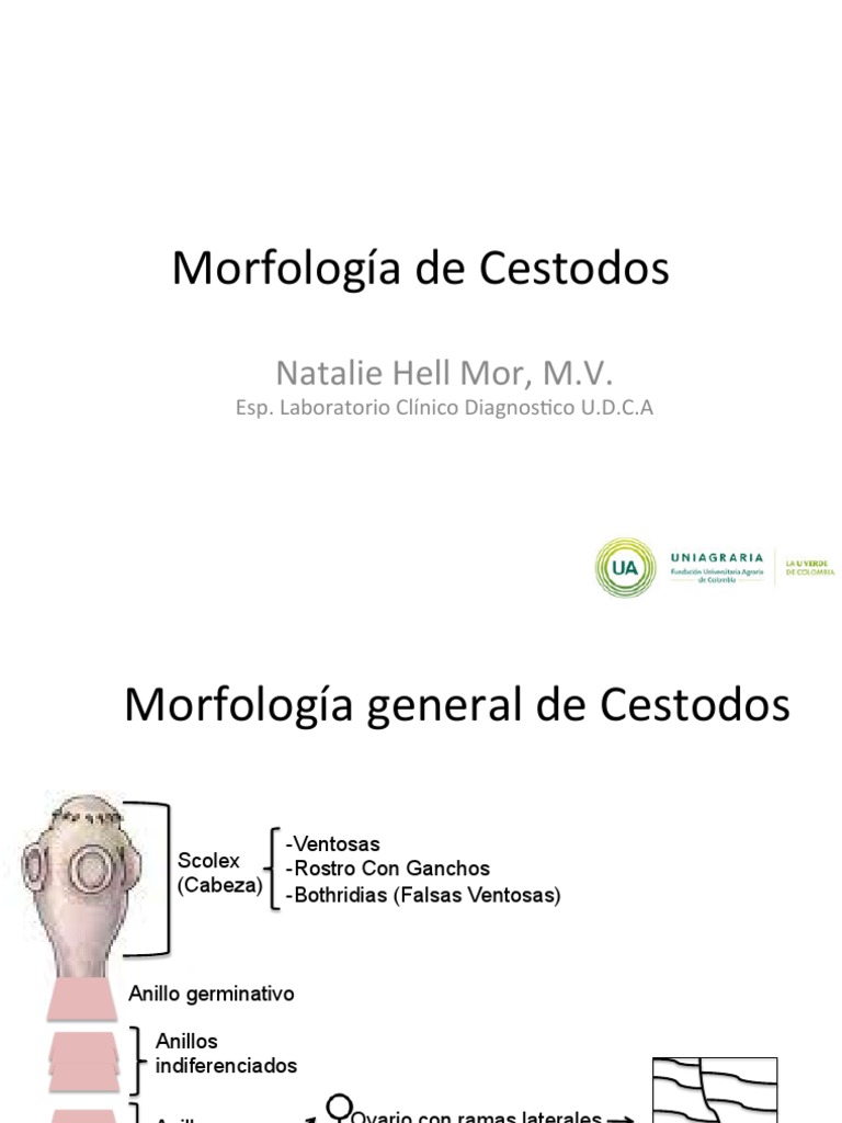 Morfología de Cestodos: Características Clave | PDF | Organismos ...
