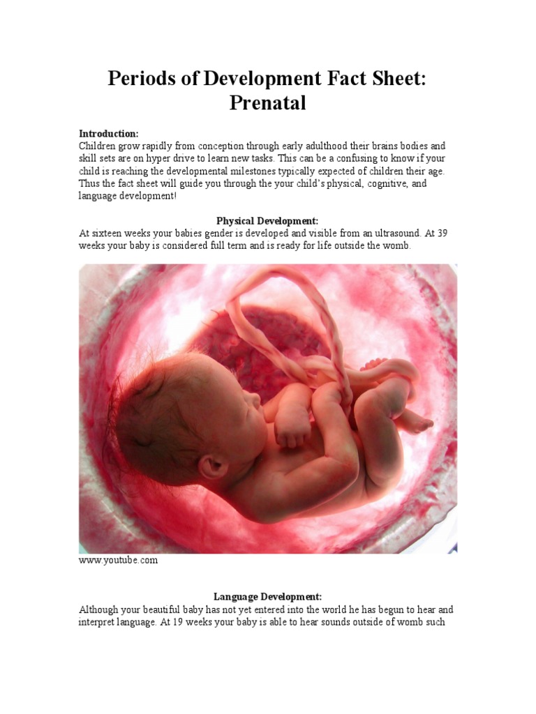 periods of development fact sheet- prenatal | Infants | Child Development