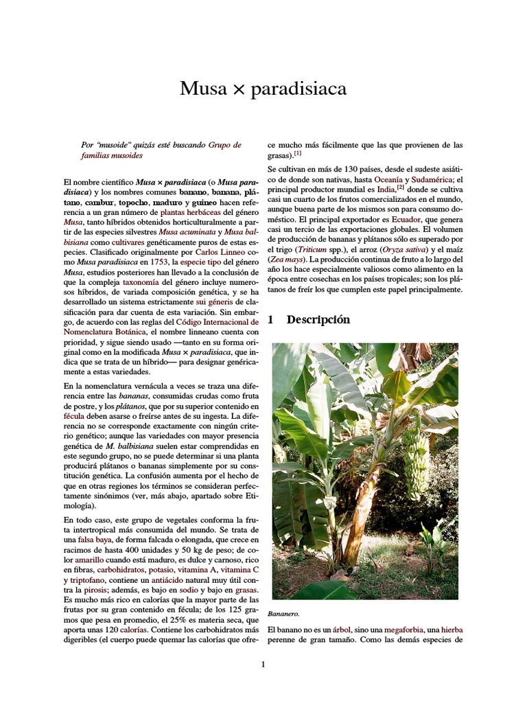 Musa × Paradisiaca | PDF | Plantas | Horticultura y jardinería