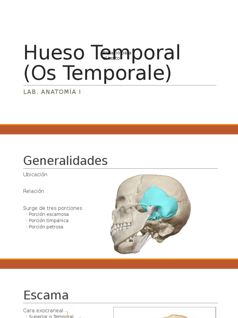 Hueso Temporal (Os Temporale) Clase 4 | PDF