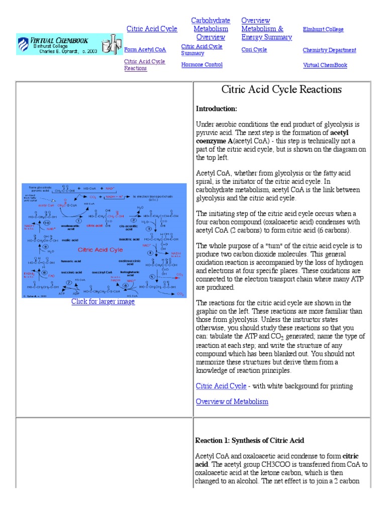 Citric Acid Cycle Reactions | PDF | Citric Acid Cycle | Diet & Nutrition