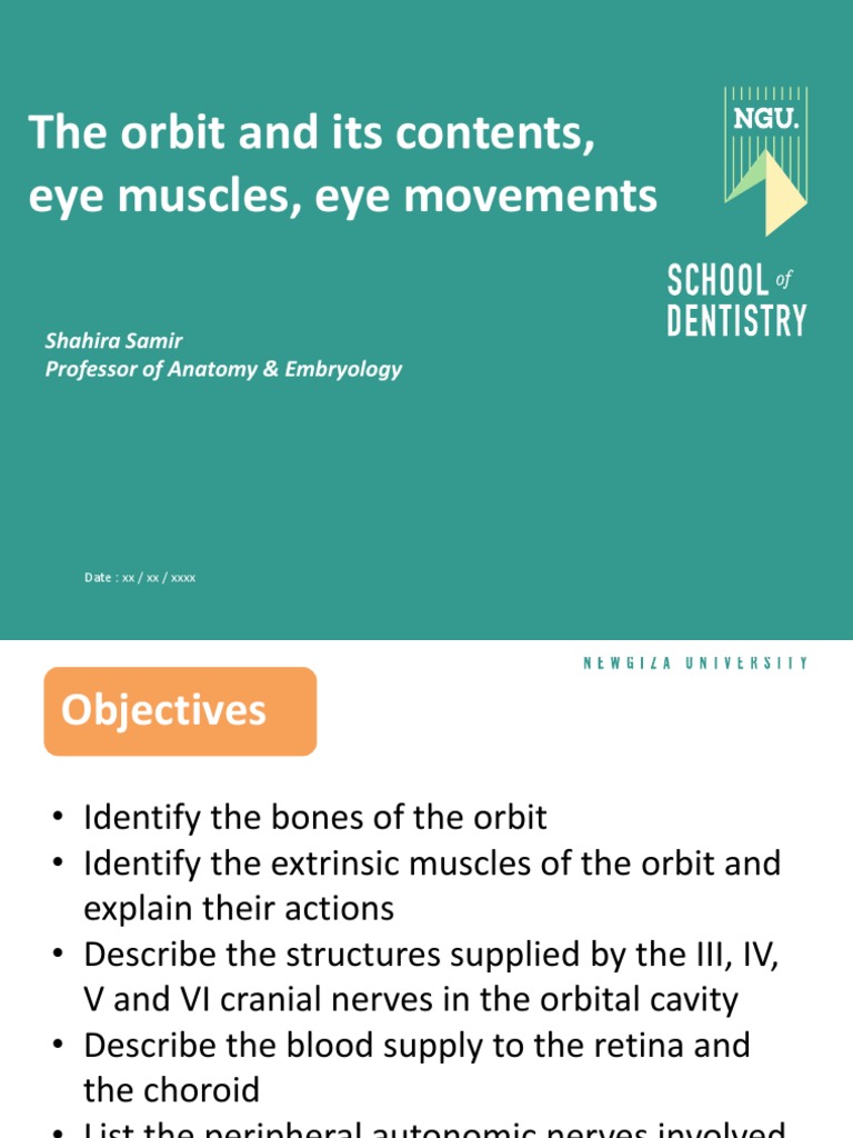 BDS1040 The Orbit and Its Contents (Lecture) | PDF | Human Head And ...