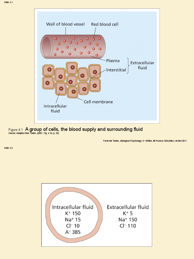 A Group of Cells, The Blood Supply and Surrounding Fluid: Source ...
