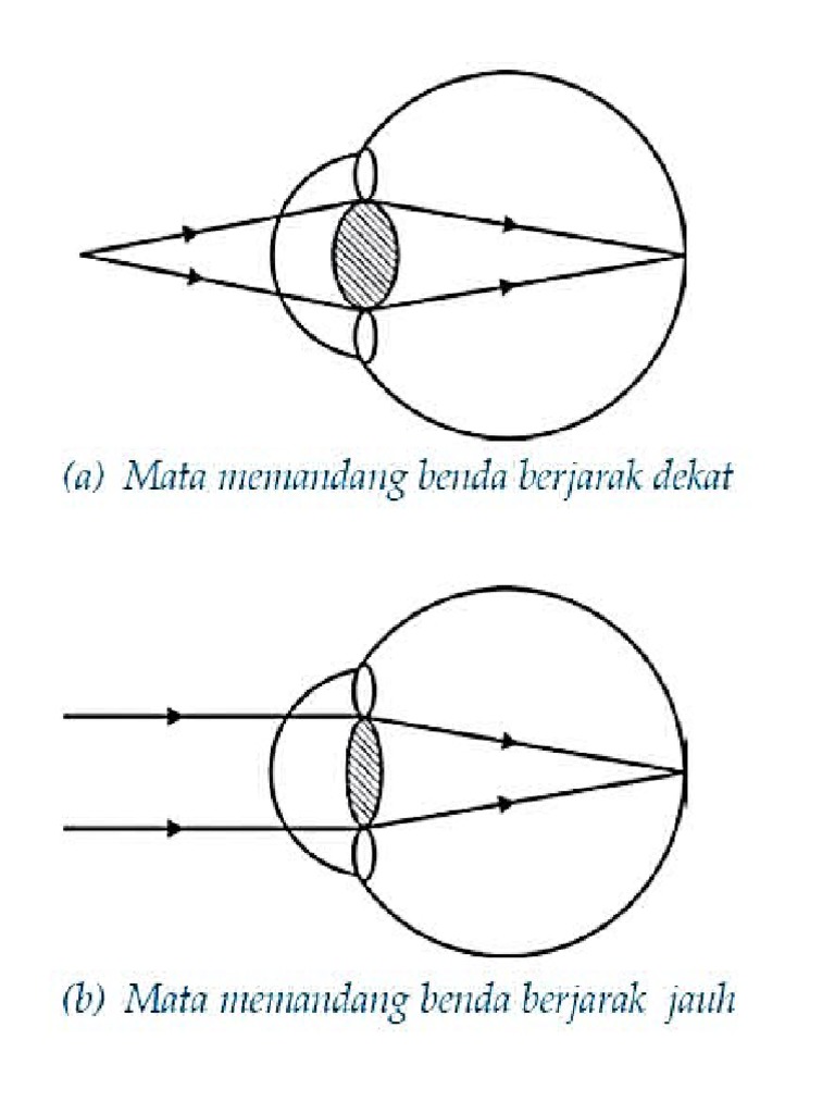 Mekanisme Penglihatan Manusia | PDF