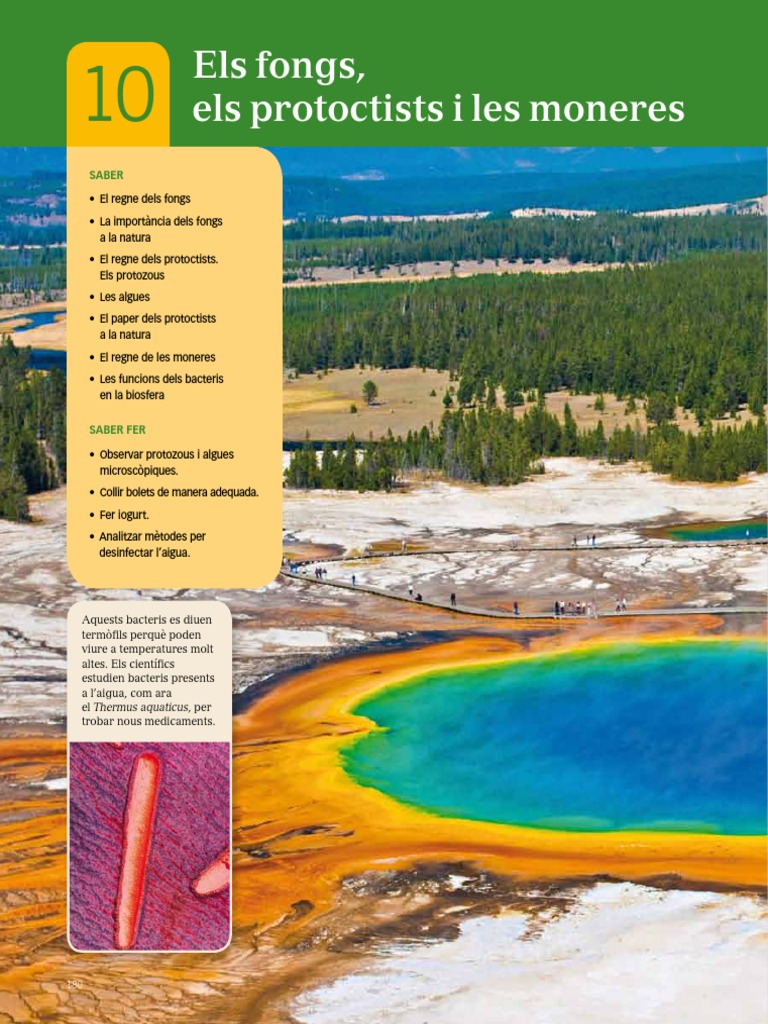 T10-Llibre Les Fong I Les Moneres | PDF