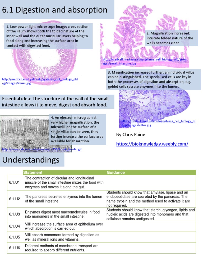 Biology - Digestion and Absorption Revision Notes PDF | PDF | Digestion ...