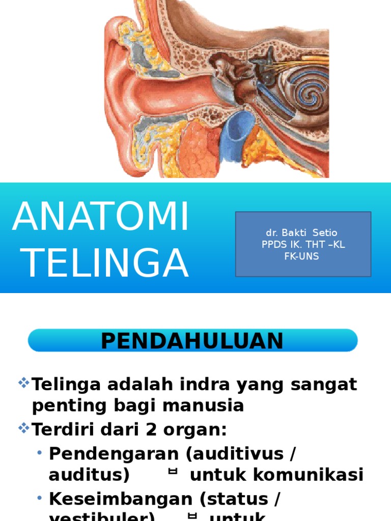 Anatomi Telinga | PDF
