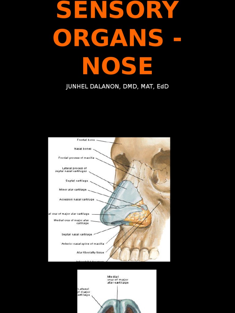 sensory organs - nose | Human Nose | Human Head And Neck