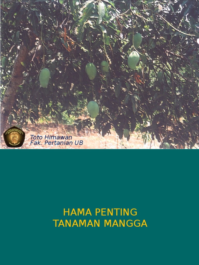 HPPT Mangga | PDF