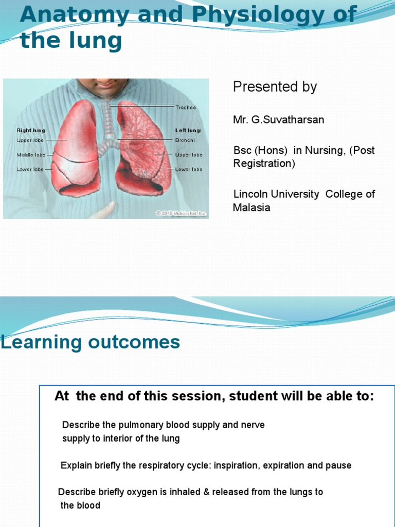 Anatomy and Physiology of Lungs | PDF | Lung | Respiratory Tract