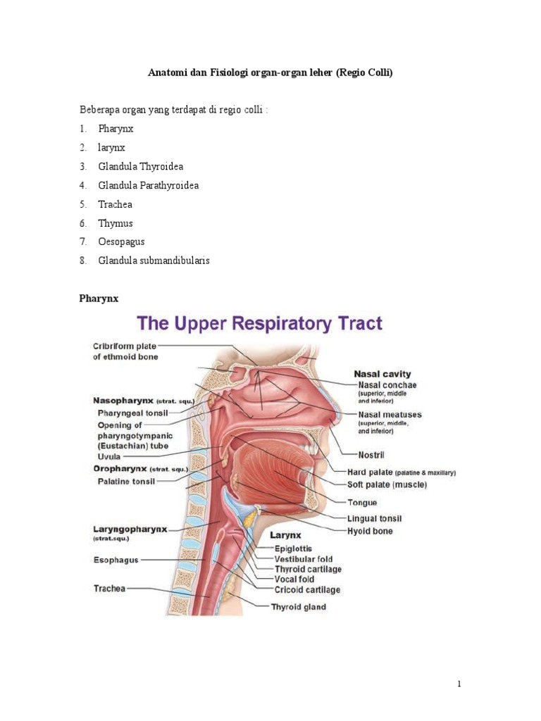 Anatomi Dan Fisiologi Organ Leher (Regio Colli) | PDF