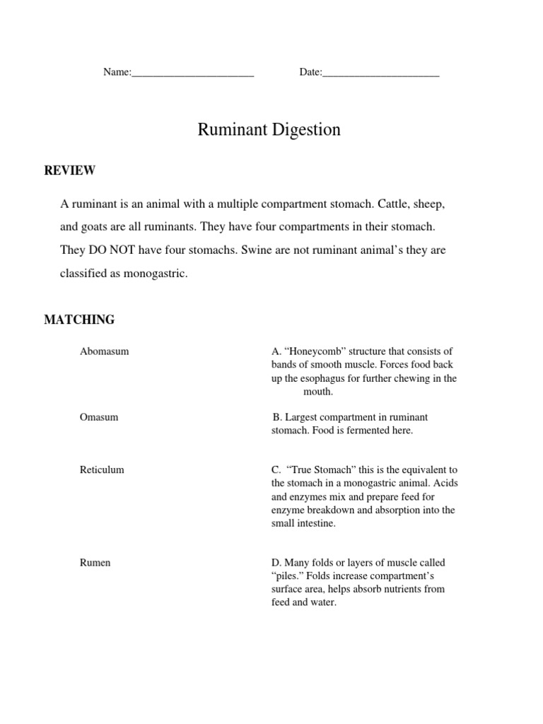 Ruminant Digestion Worksheet