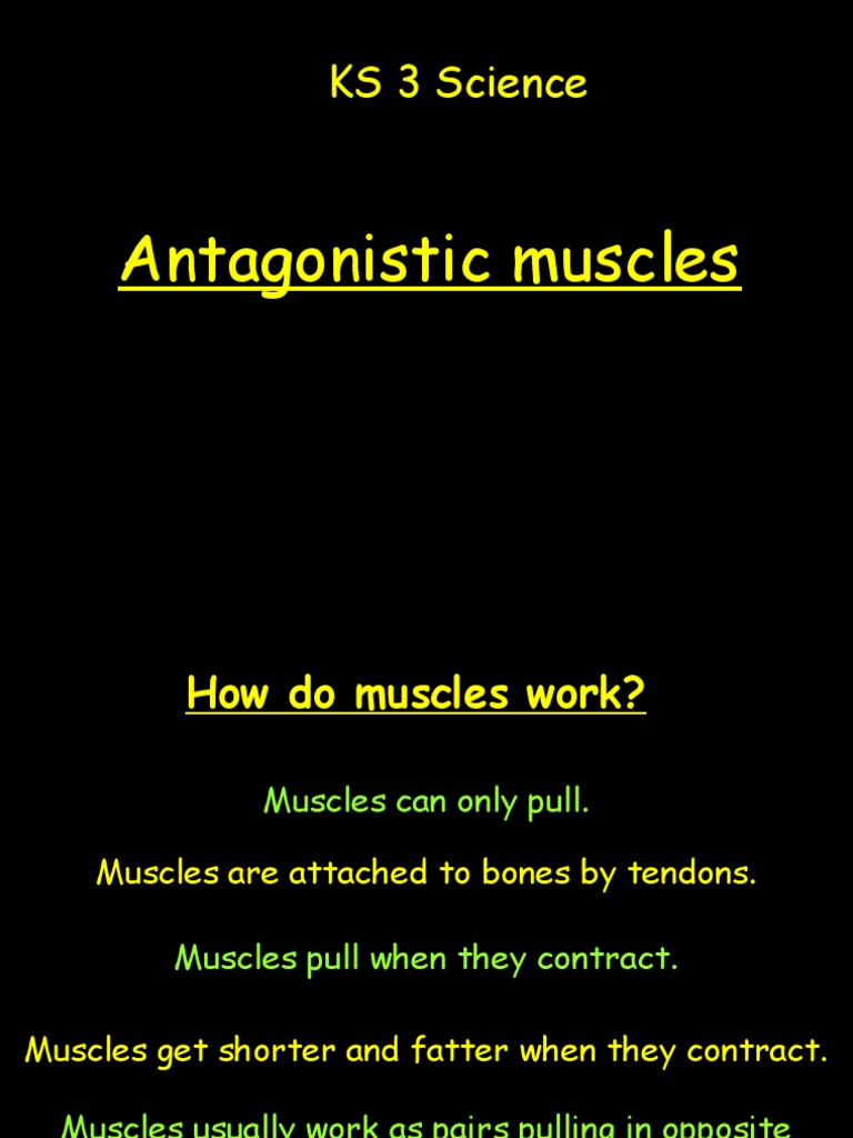 (12138) Antagonistic Muscles | PDF