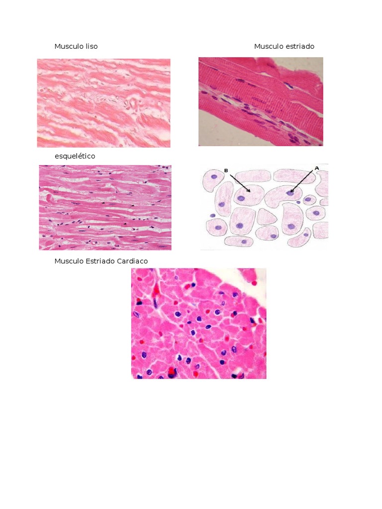 25 Laminillas Histologia Tejidos Muscular Nervioso Cerebelo | PDF