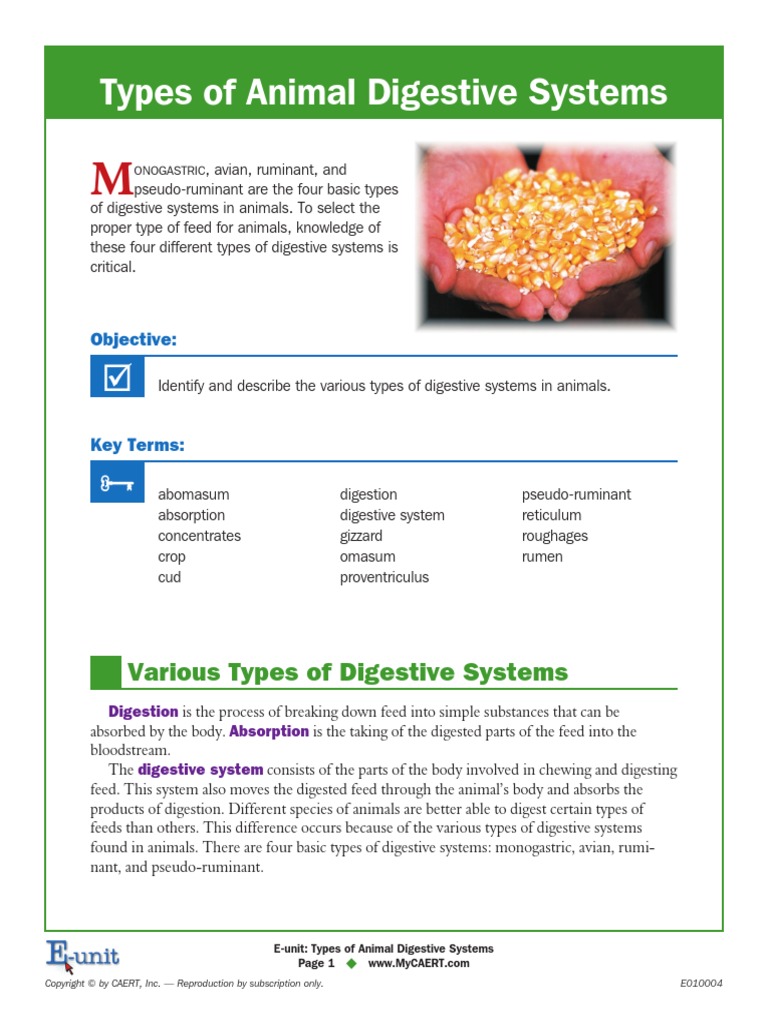 Types of Animal Digestive Systems PDF | PDF | Ruminant | Digestion