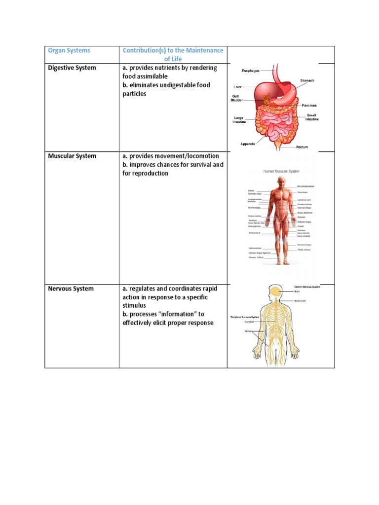 Essential Organ Systems for Life | PDF | Wellness