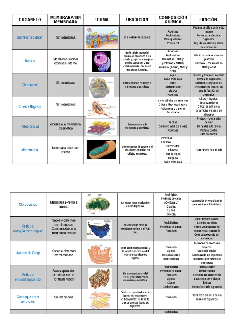 Tabla Organelos Biologia | Citoplasma | Célula (Biología)