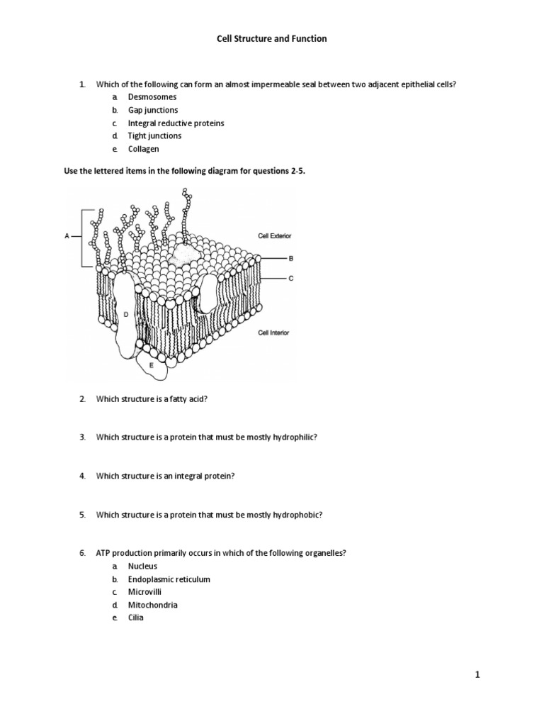 Cell Structure and Function: Use The Lettered Items in The Following ...