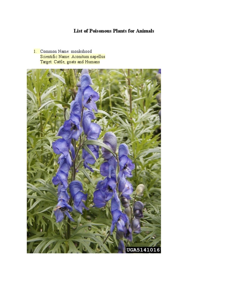 List of Poisonous Plants | PDF