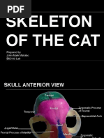 Cat Muscular System Overview | PDF | Foot | Vertebral Column