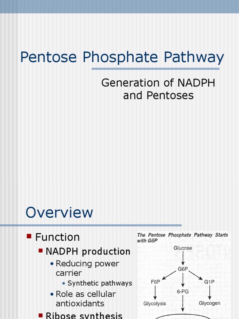 Pentose Phosphate Pathway: Generation of NADPH and Pentoses
