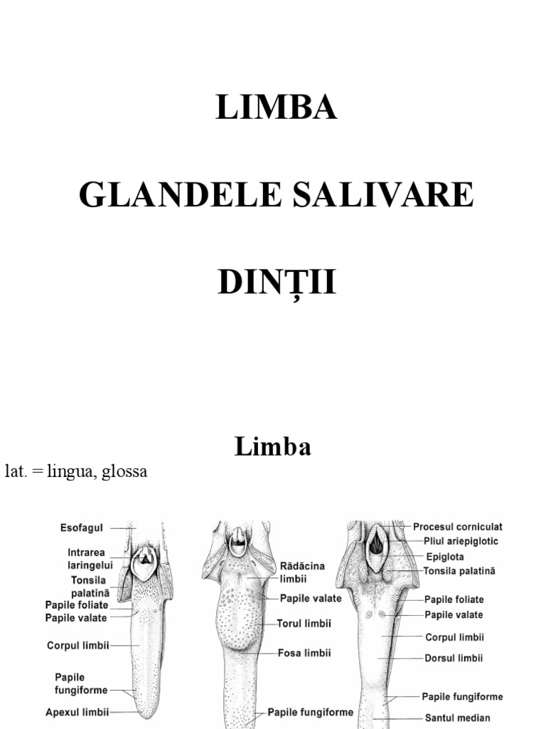 Curs 2 Limba, Dinții, Gl. Salivare | PDF