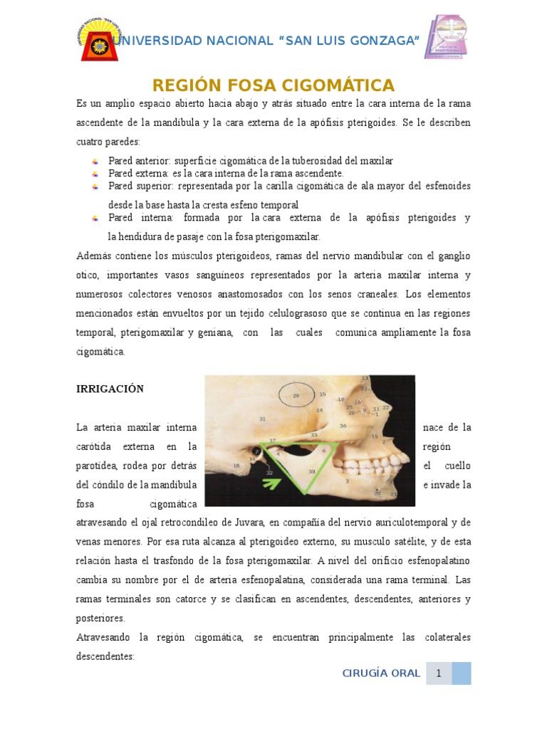 Región Fosa Cigomática | PDF | Anatomía | Cabeza y cuello humanos