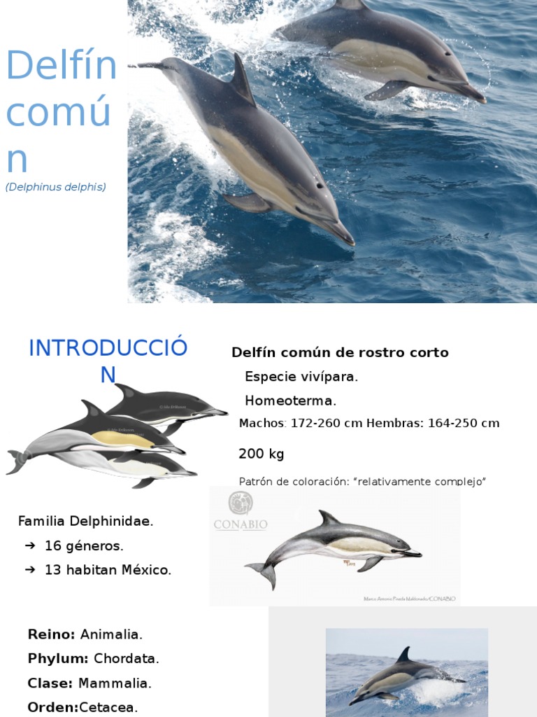 Delfín Común | PDF | océano Atlántico | Cetáceos