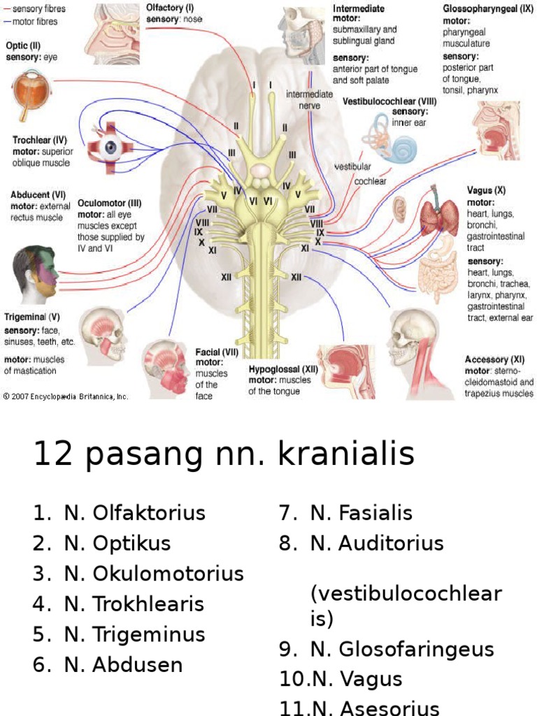 Pemeriksaan Nervus Cranialis | PDF | Kajian Bahasa Asing