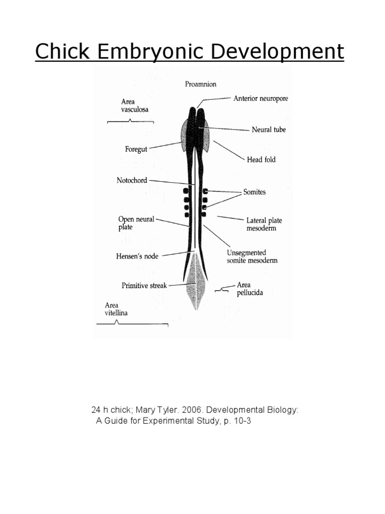 Chick Staging Series | PDF