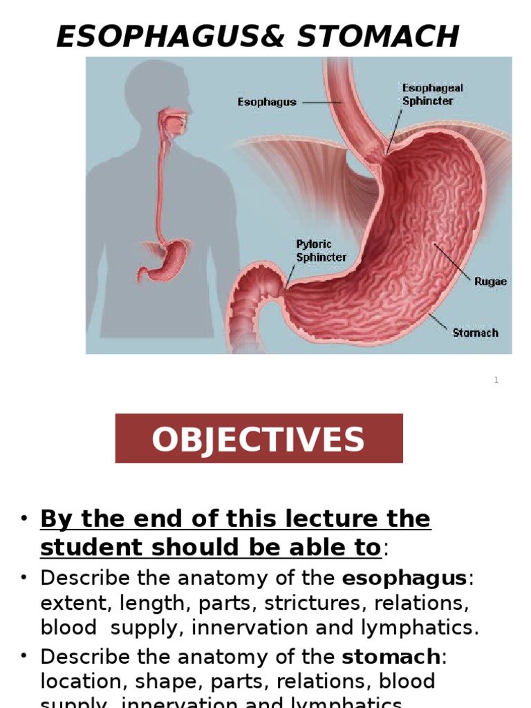 Esophagus & Stomach Anatomy Guide | PDF | Esophagus | Stomach