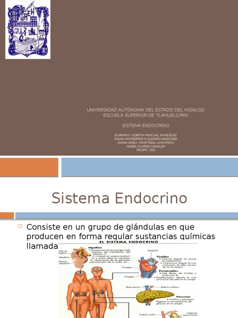 Anatomia Sistema Endogeno