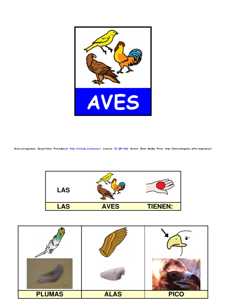 Actividades Aves PDF | PDF
